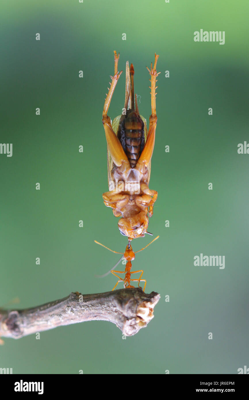 Ant carrying an insect, Indonesia Stock Photo - Alamy