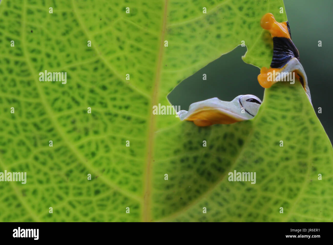 Tree frog looking through a hole in a leaf, Indonesia Stock Photo - Alamy
