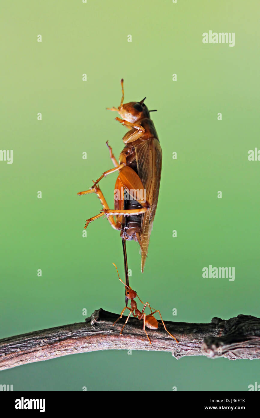 Ant carrying an insect, Indonesia Stock Photo - Alamy