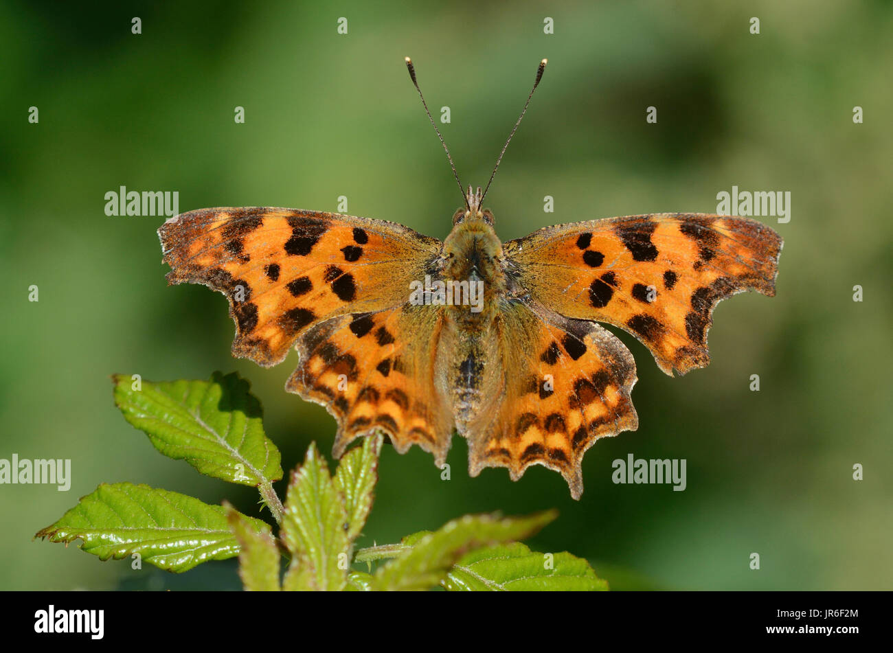 Comma species hi-res stock photography and images - Alamy