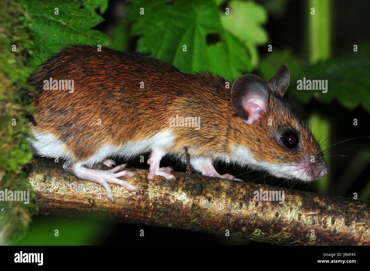 wood mouse apodemus sylvaticus Stock Photo - Alamy