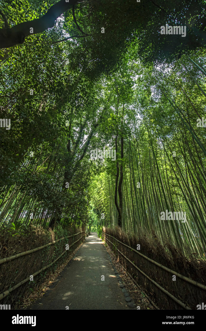 Arashiyama bamboo grove hi-res stock photography and images - Alamy