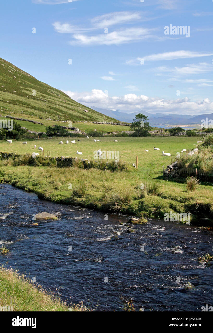 River flowing through Ireland's countryside Stock Photo - Alamy