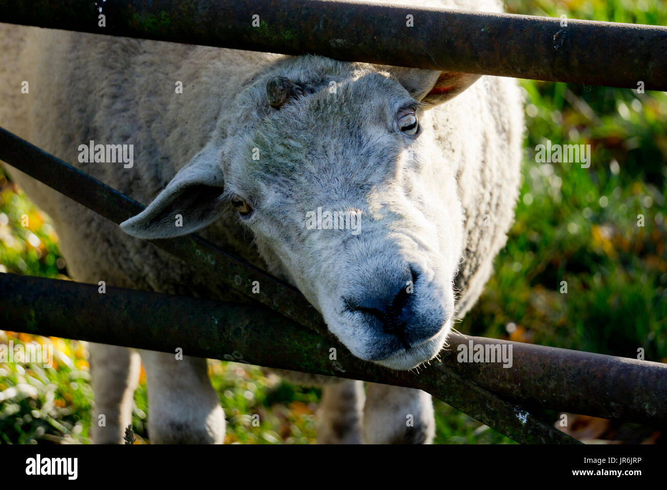 Head gate hi-res stock photography and images - Alamy