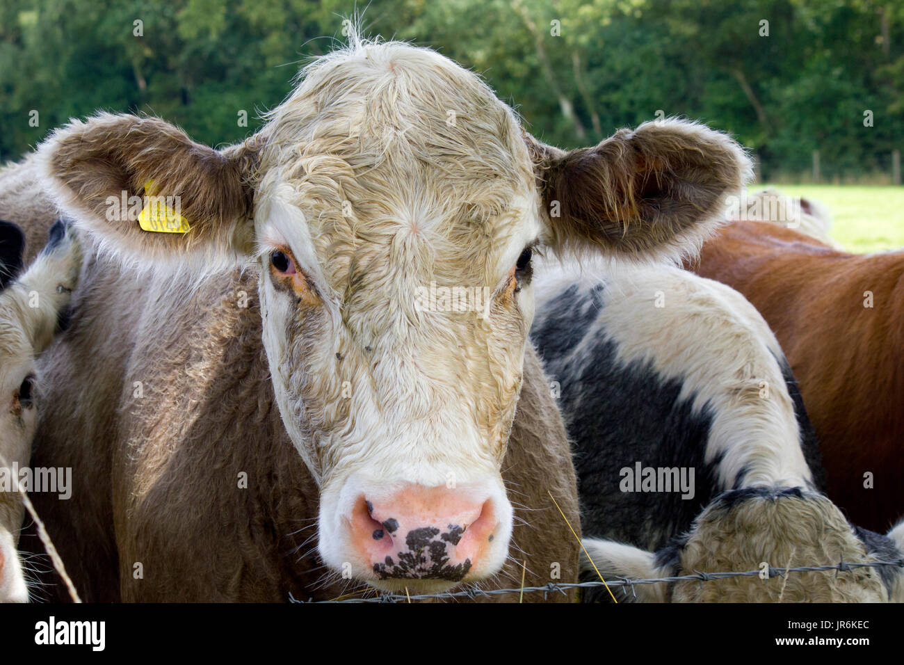 Portrait of a cow close up Stock Photo - Alamy
