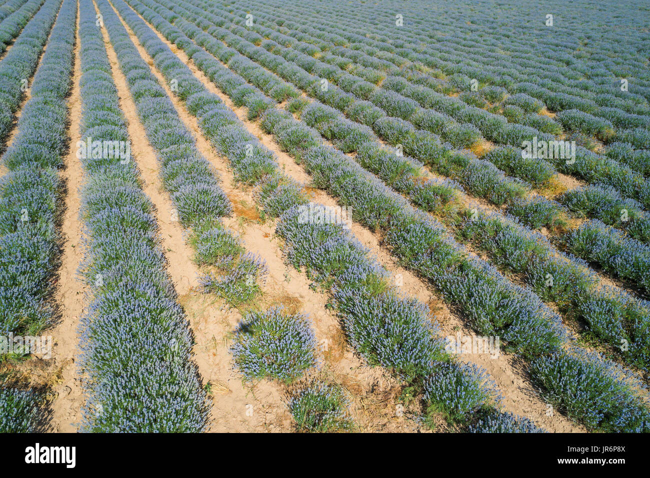 Lavender field from drone. Aerial video from above Stock Photo - Alamy