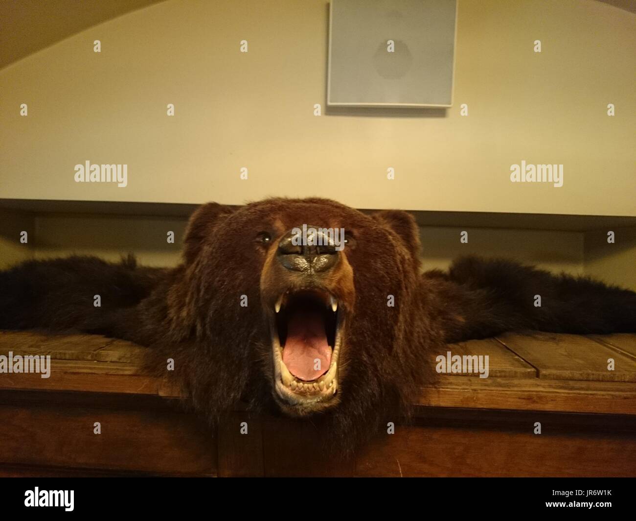 Dead bear hi-res stock photography and images - Alamy