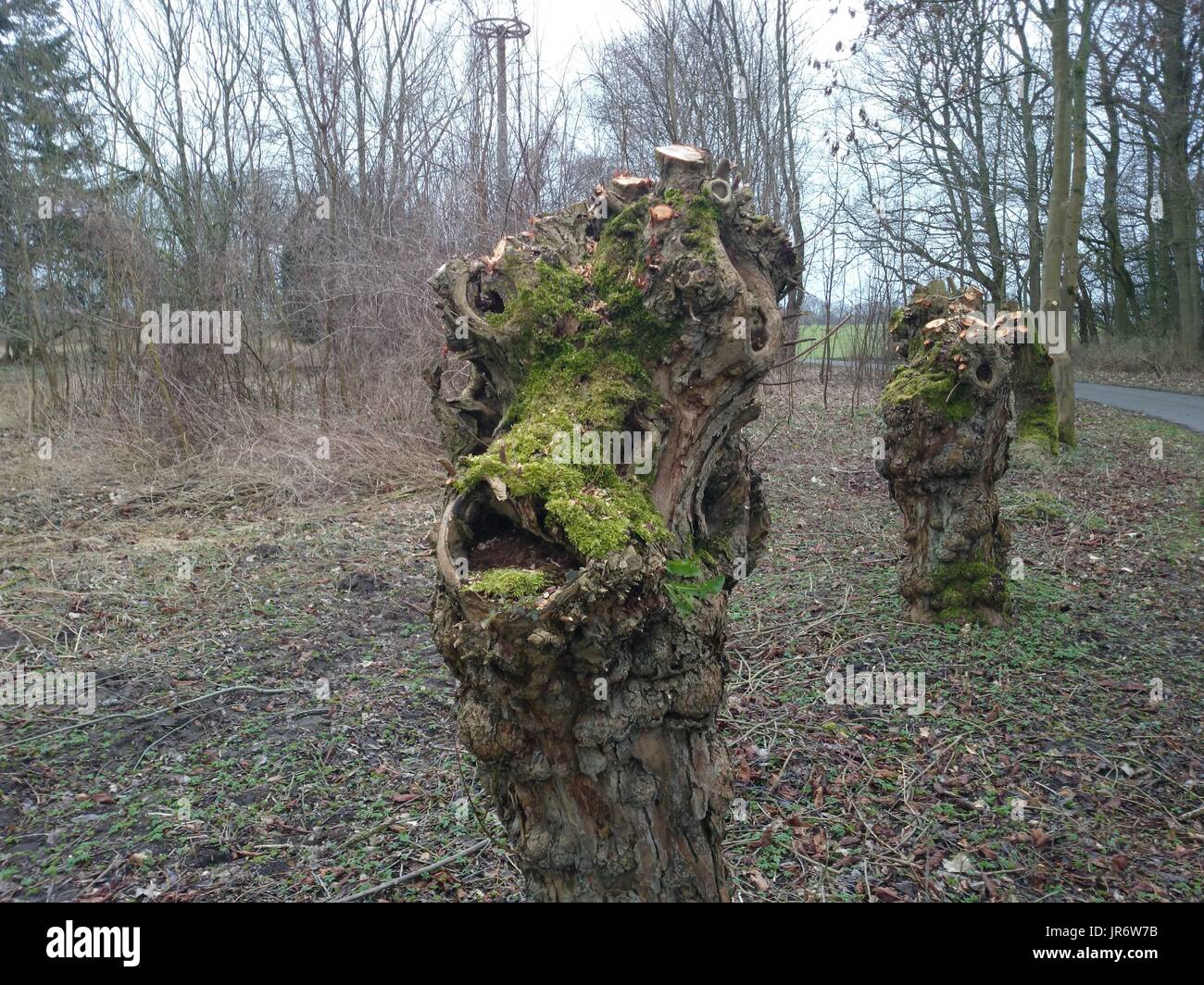 Weirdly cut trees Stock Photo - Alamy