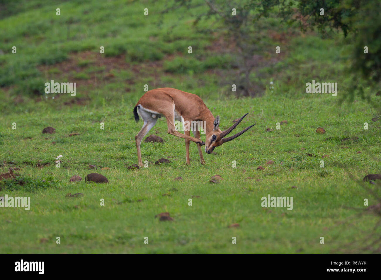 Indian Gazelle Stock Photos & Indian Gazelle Stock Images - Alamy