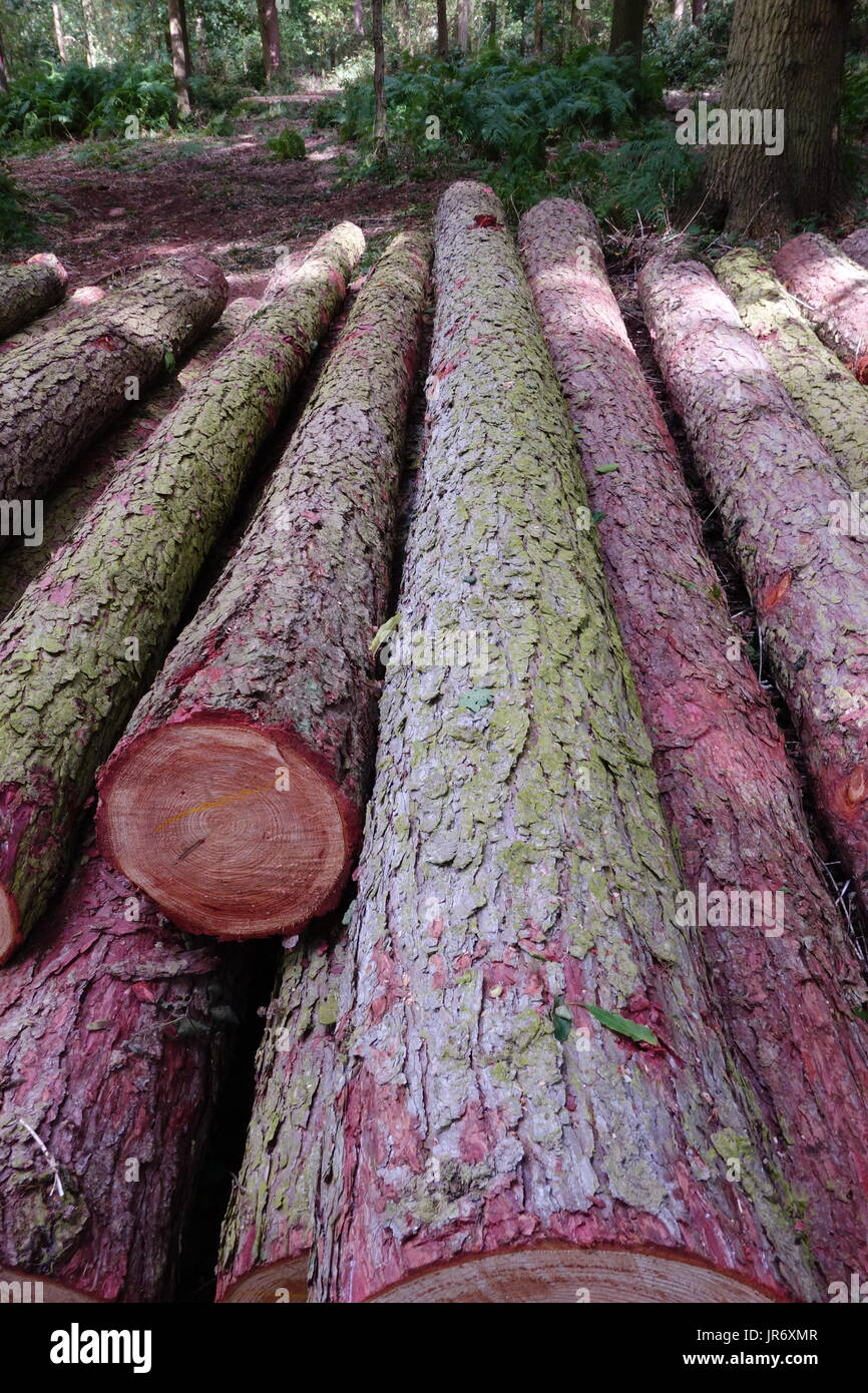 timber in woods Stock Photo - Alamy