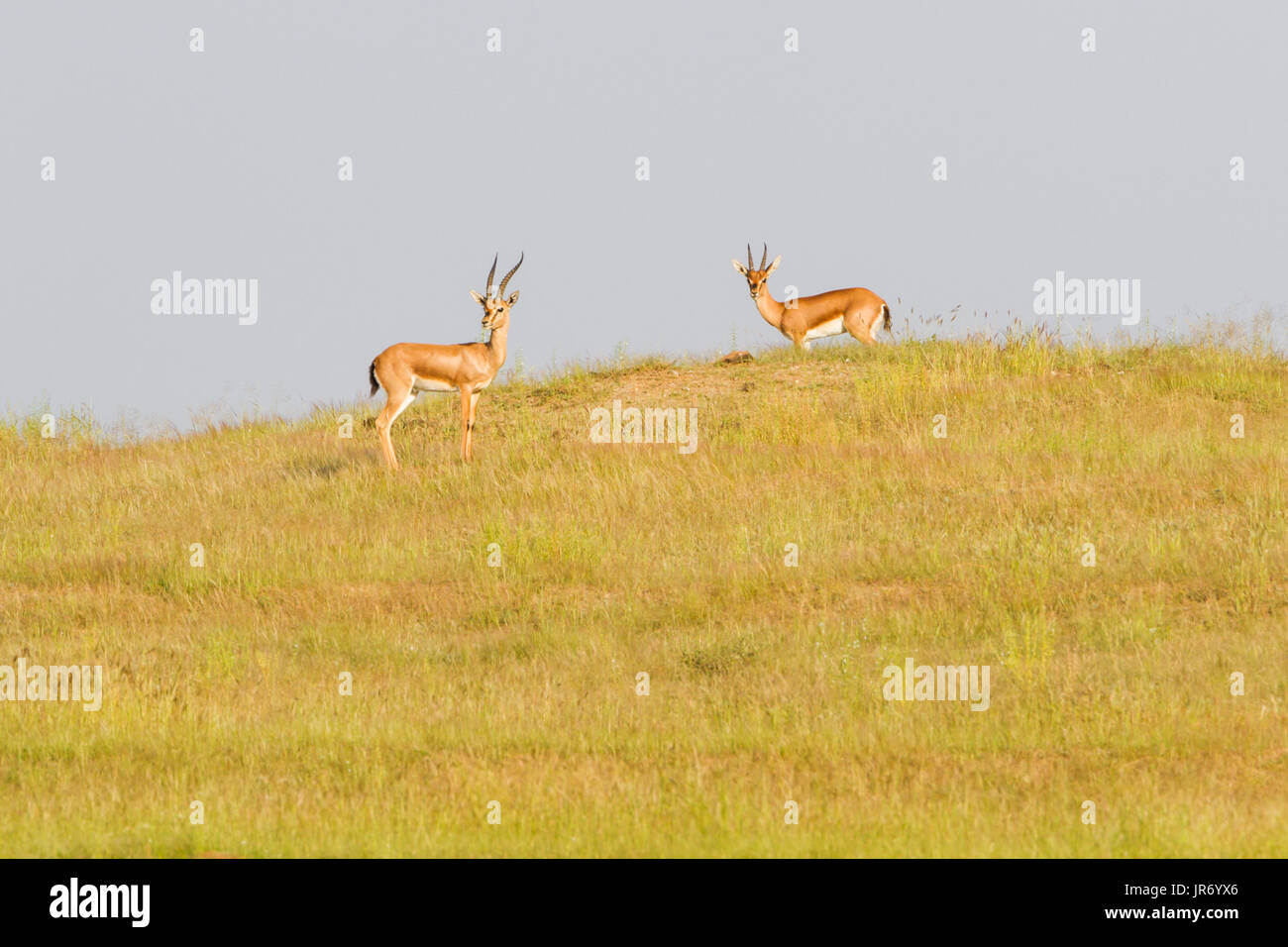 Wild Chinkara (gazella bennettii) aka Indian Gazelle in grasslands ...