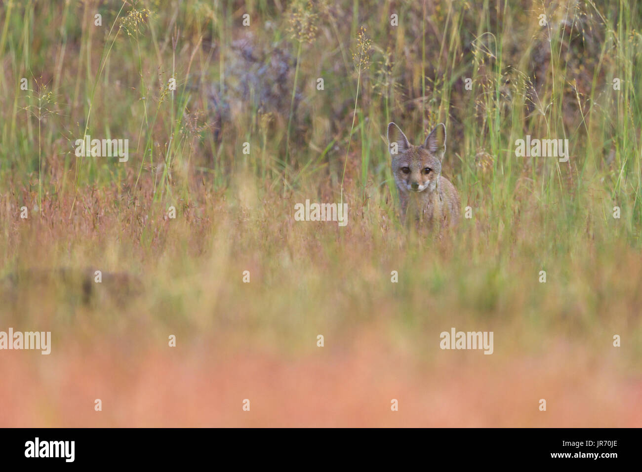 Indian Fox (Vulpes bengalensis) in grasslands of Pune Stock Photo - Alamy