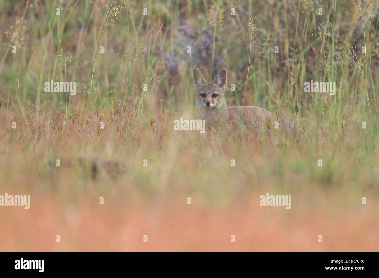 The Indian wolf (Canis lupus pallipes) as seen around the grasslands ...