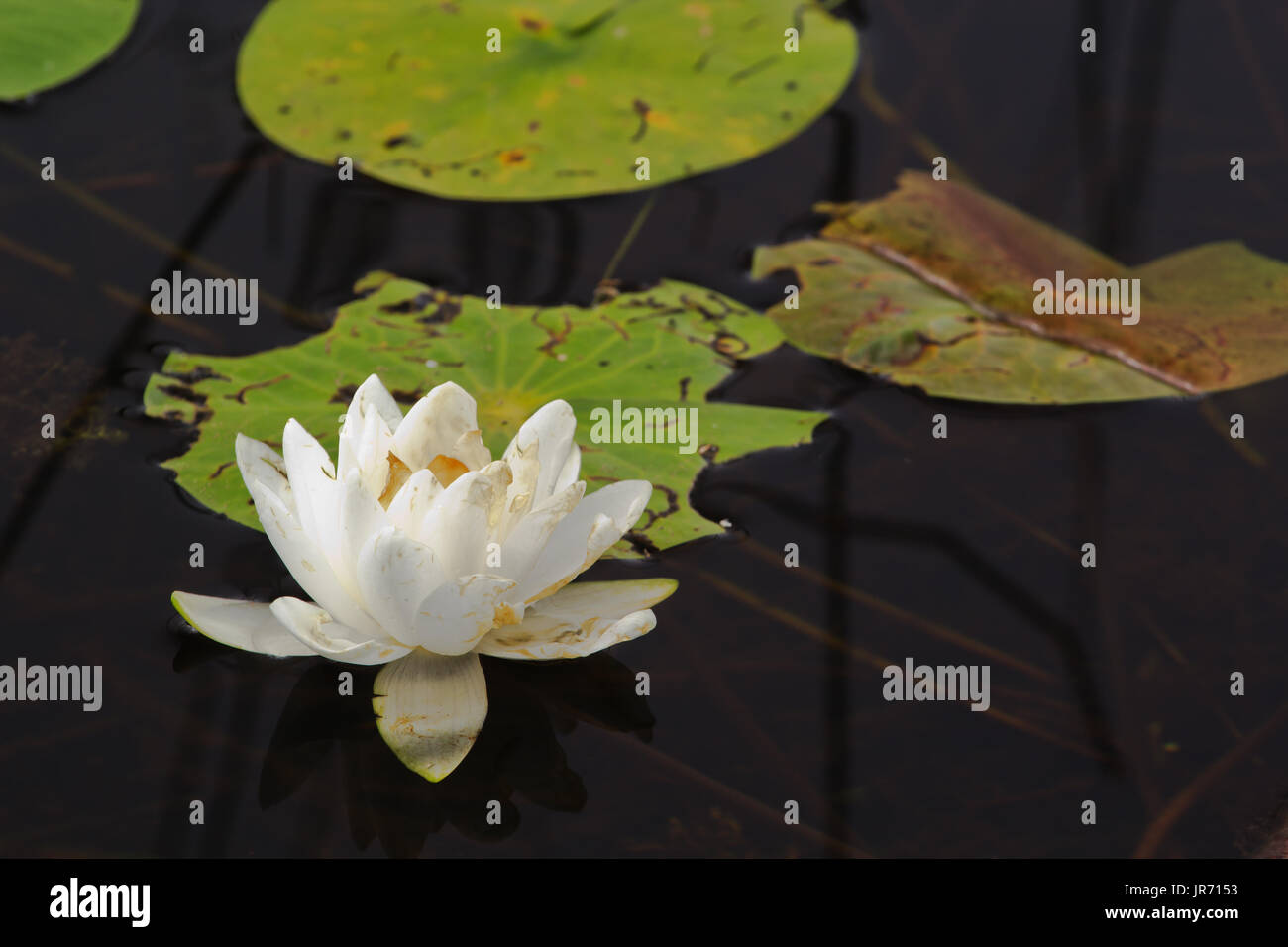 Single water lily Stock Photo - Alamy