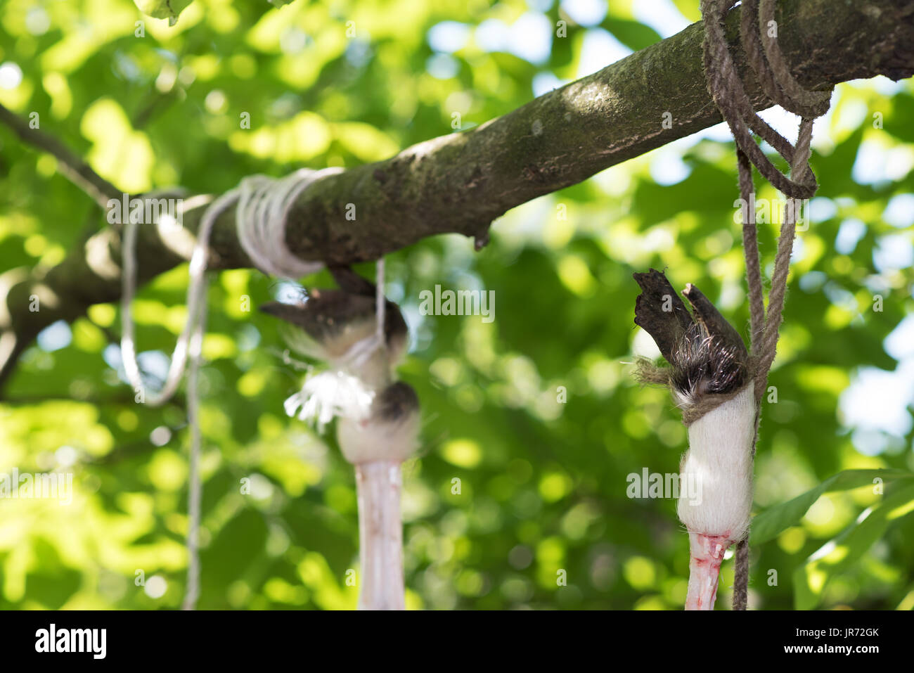 Legs tied rope hi-res stock photography and images - Alamy