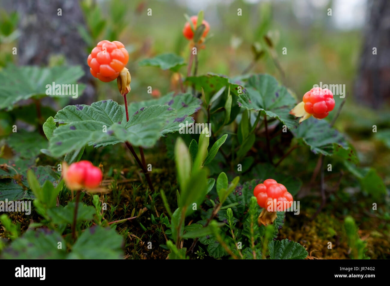 Cloudberry grow in the forest in Russia Stock Photo - Alamy