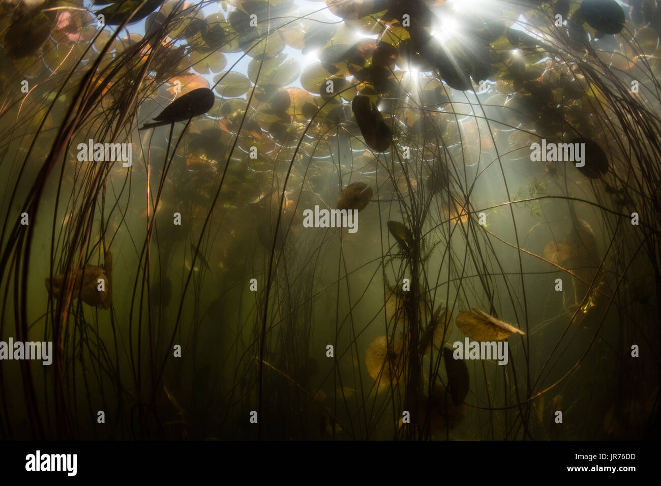 Light beams through lily pads growing in a freshwater pond on Cape Cod ...