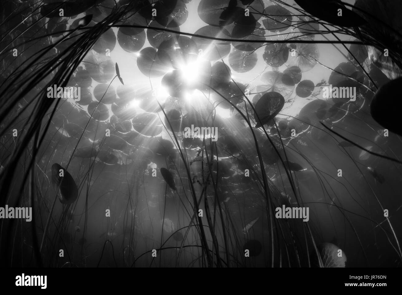Light beams through lily pads growing in a freshwater pond on Cape Cod ...