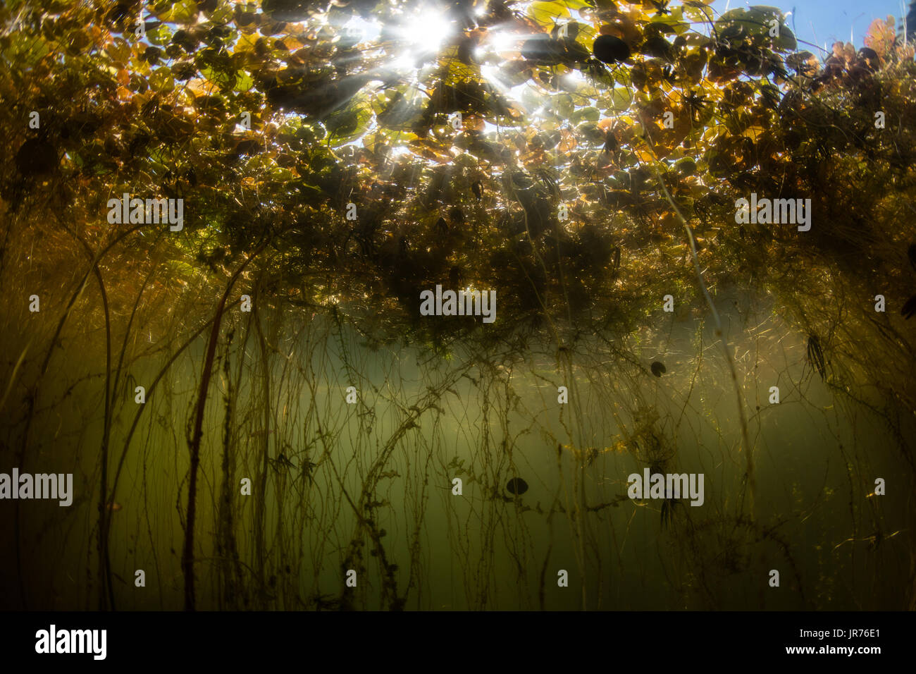 Light beams through lily pads growing in a freshwater pond on Cape Cod ...