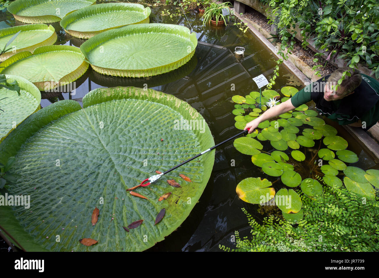 Magdeburg, Germany. 2nd Aug, 2017. Giant lilly pads in the Groson ...