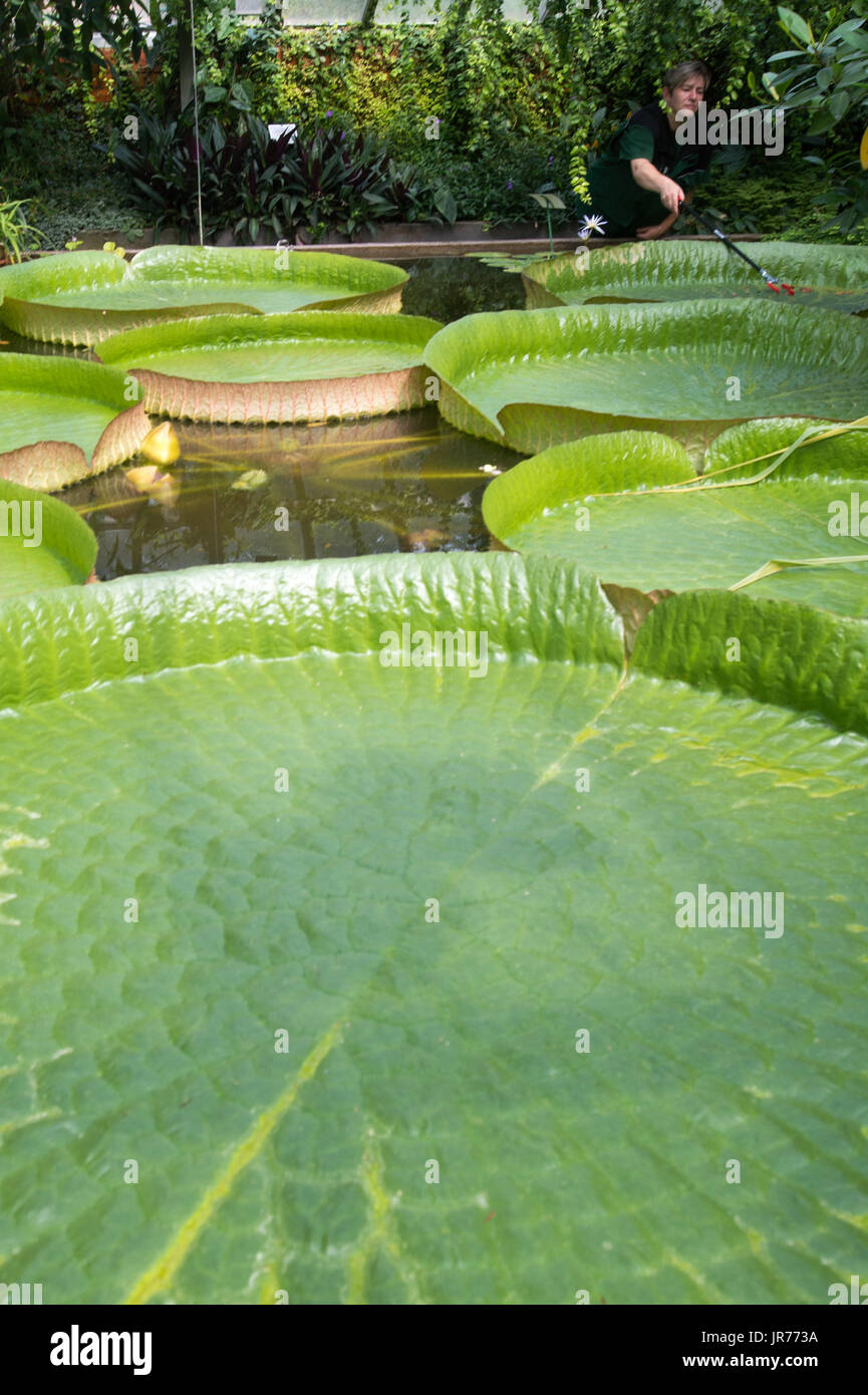 Magdeburg, Germany. 2nd Aug, 2017. Giant lilly pads in the Groson ...