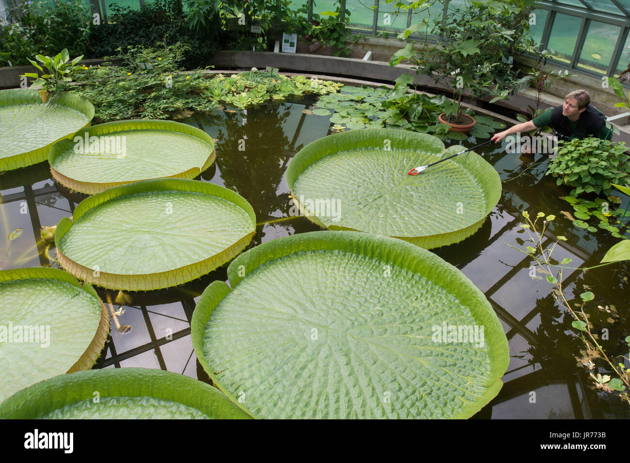 Magdeburg, Germany. 2nd Aug, 2017. Giant lilly pads in the Groson ...