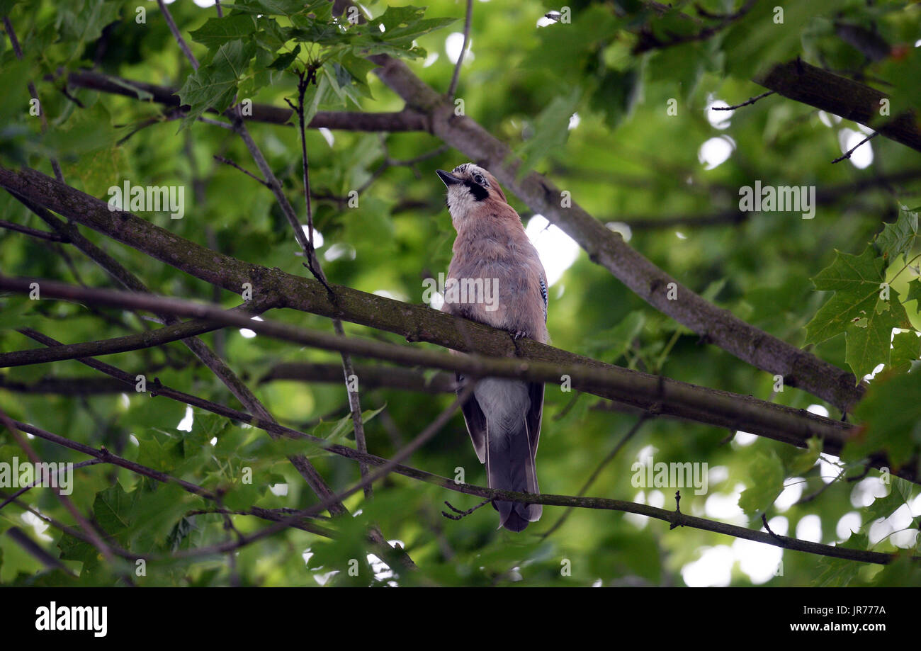 Young jay hi-res stock photography and images - Alamy