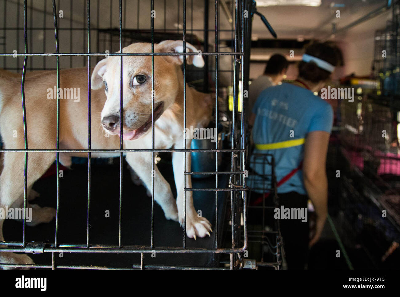 Florida animal control hi-res stock photography and images - Alamy