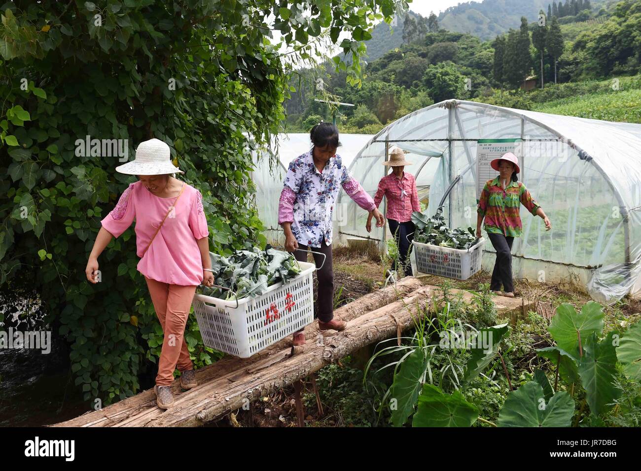 Fumin, China's Yunnan Province. 4th Aug, 2017. Villagers carry ...