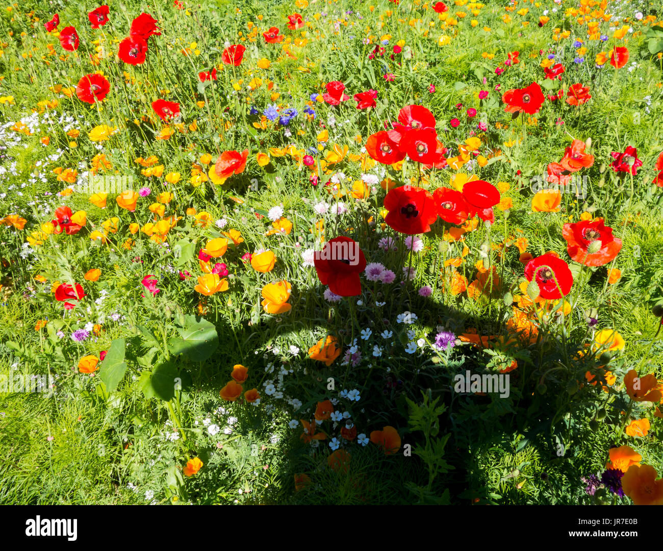 Photographing poppies hi-res stock photography and images - Alamy