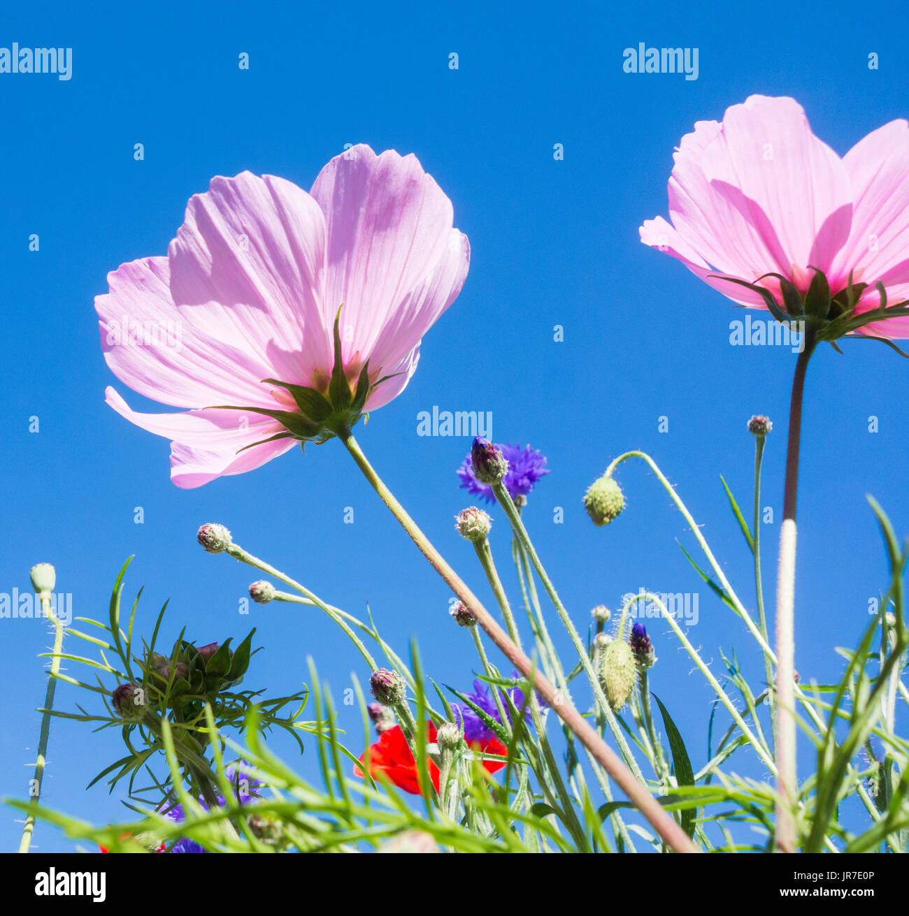 Wildflower meadow in England. UK Stock Photo - Alamy