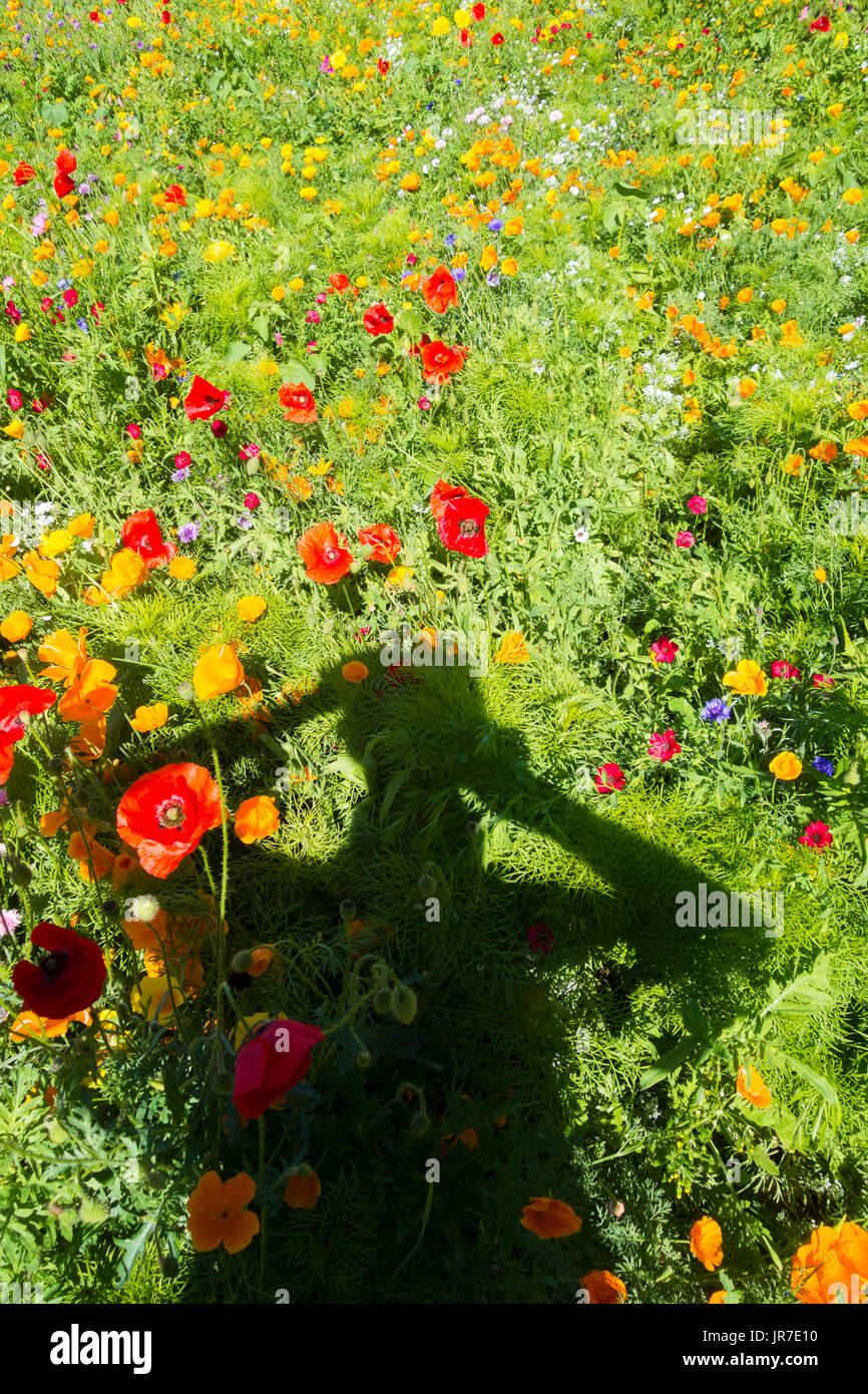 Wildflower meadow in England. UK Stock Photo - Alamy