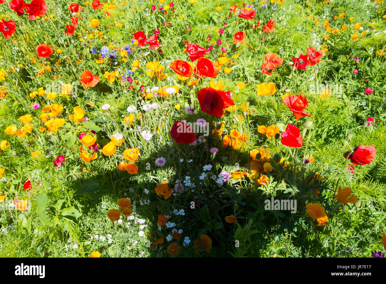 Shadow of person photographing Wildflower meadow in England. UK Stock ...