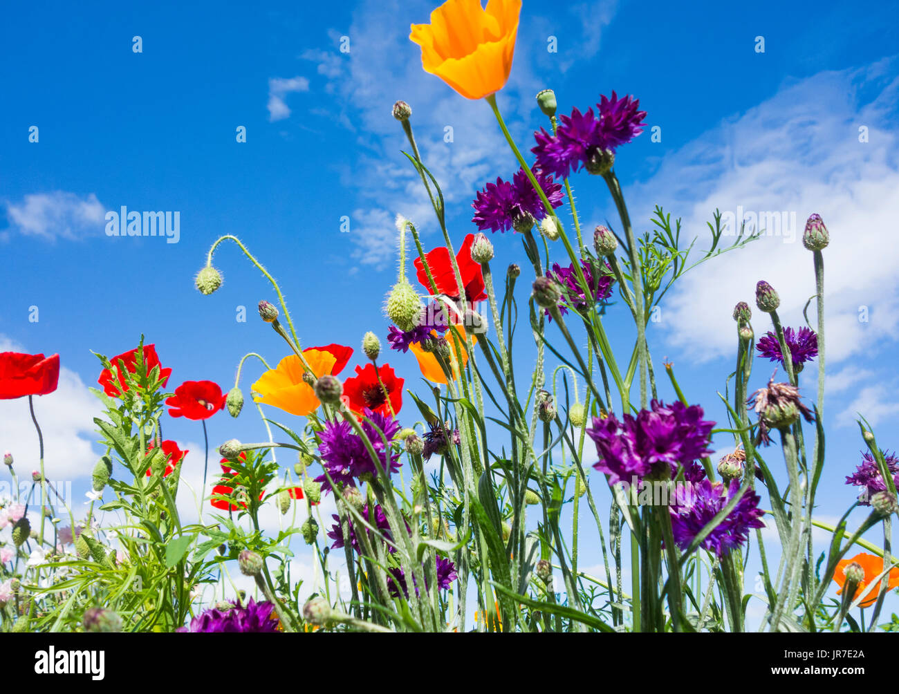 Wildflower meadow in England. UK Stock Photo - Alamy