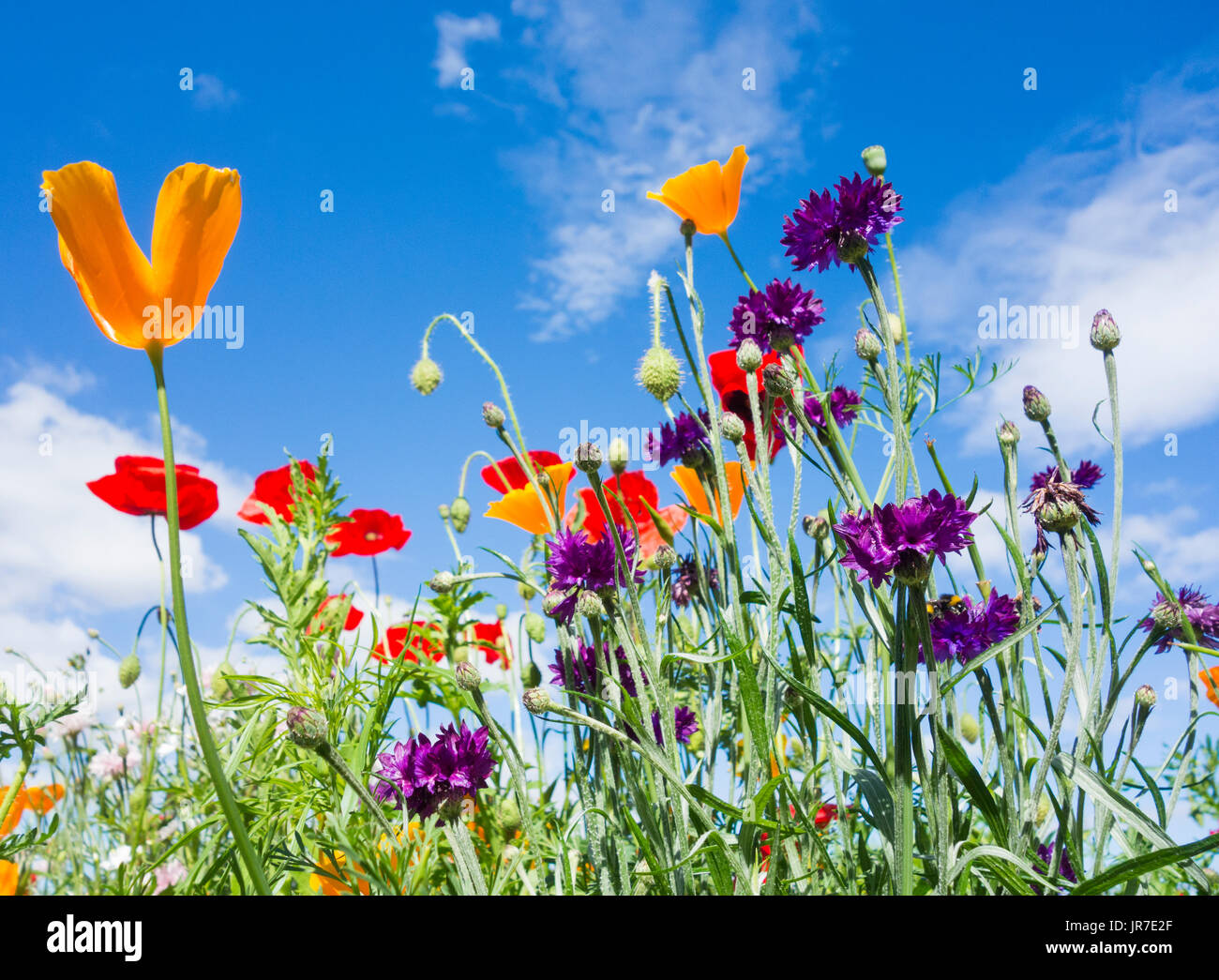 Wildflower meadow in England. UK Stock Photo - Alamy