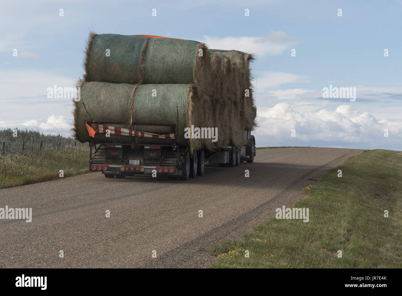 Piapot, Saskatchewan, Canada. 25th Aug, 2016. Very large hay bales ...