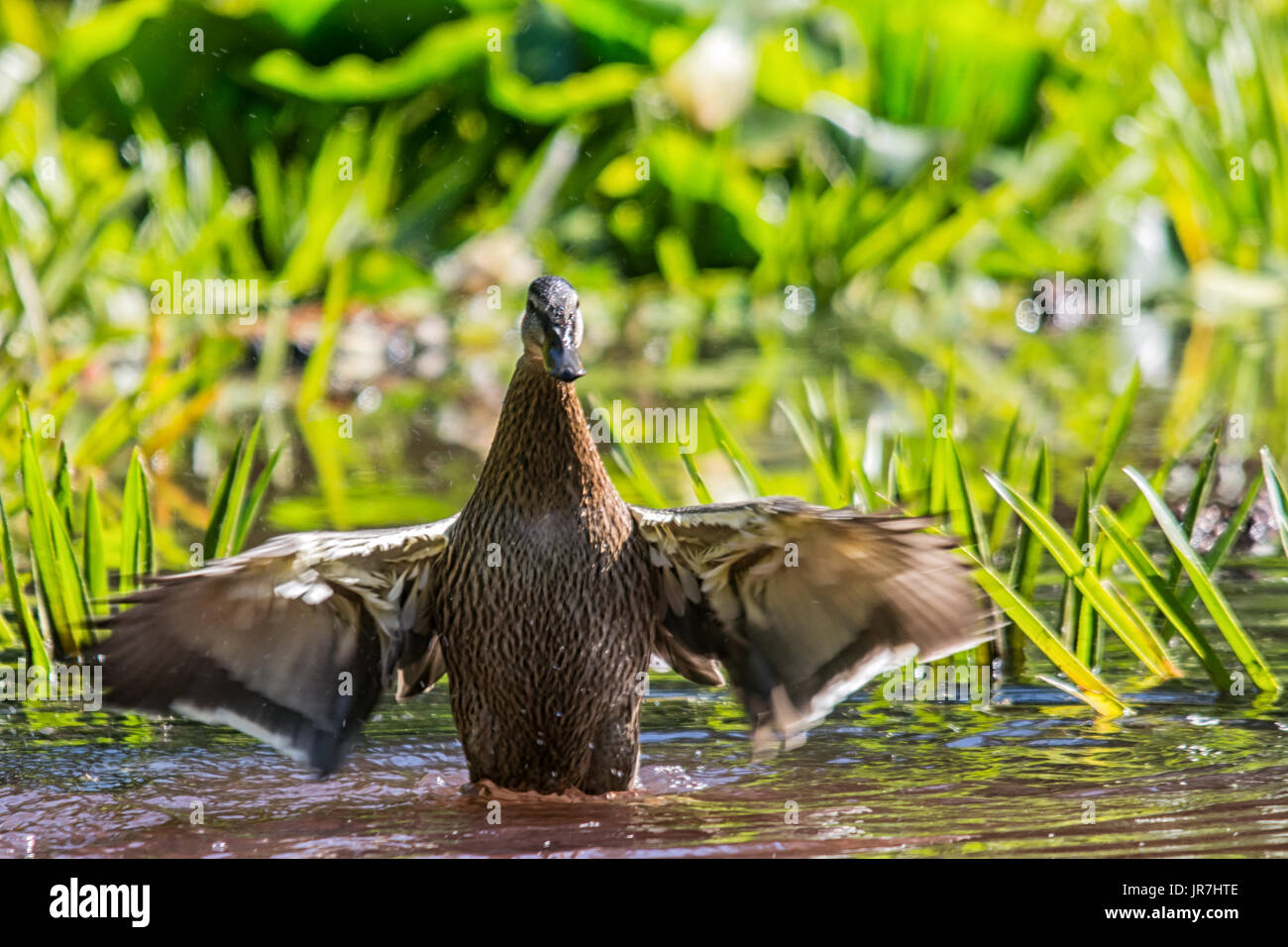 Duck catchers hi-res stock photography and images - Alamy
