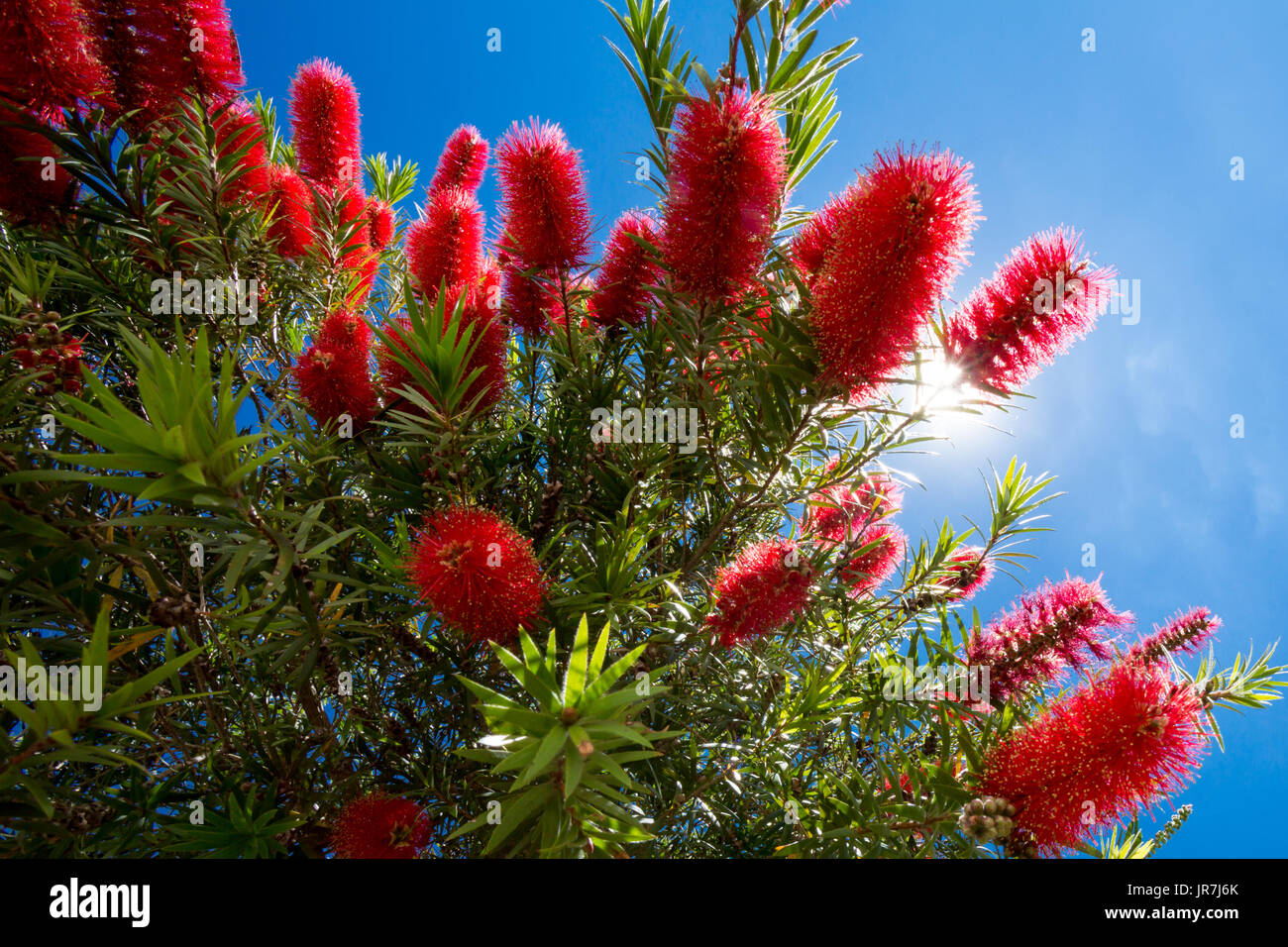 Asuncion, Paraguay. 4th Aug, 2017. Weeping bottlebrush (Melaleuca ...