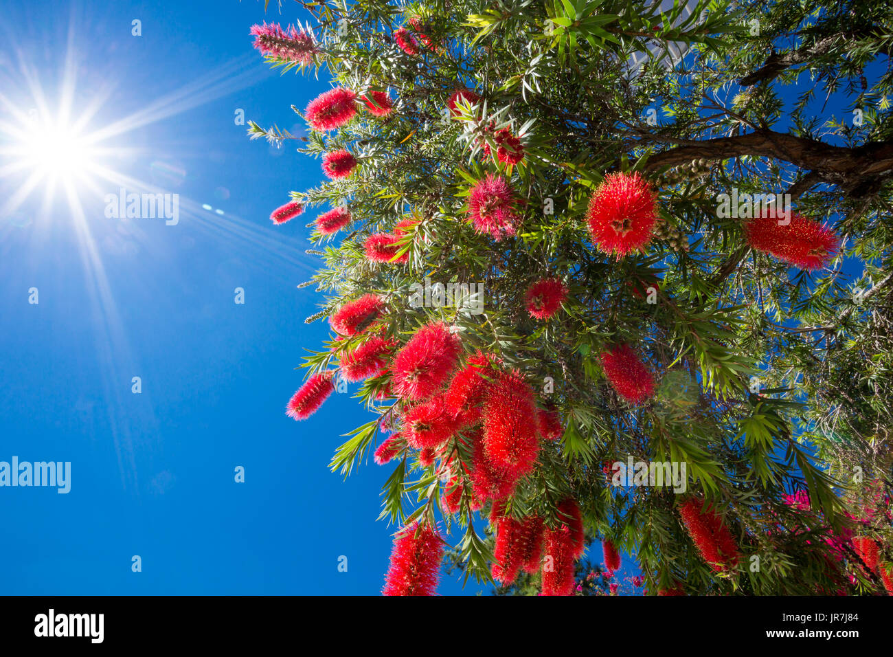 Asuncion, Paraguay. 4th Aug, 2017. Weeping bottlebrush (Melaleuca ...