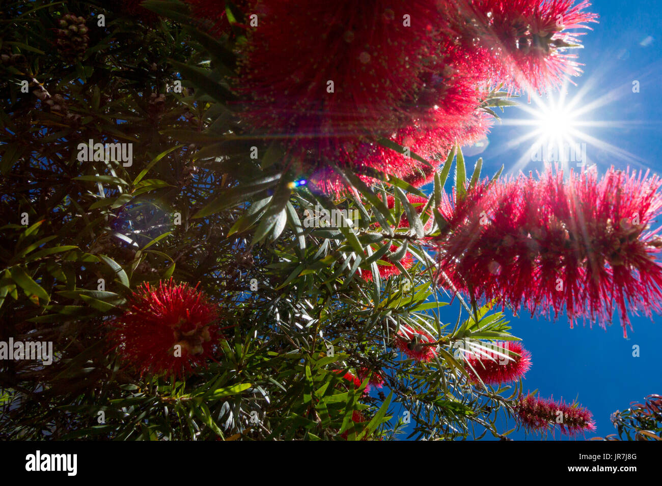 Asuncion, Paraguay. 4th Aug, 2017. Weeping bottlebrush (Melaleuca ...