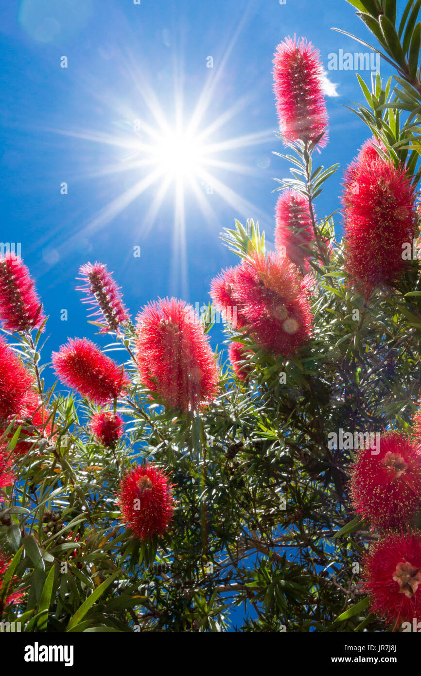Asuncion, Paraguay. 4th Aug, 2017. Weeping bottlebrush (Melaleuca ...