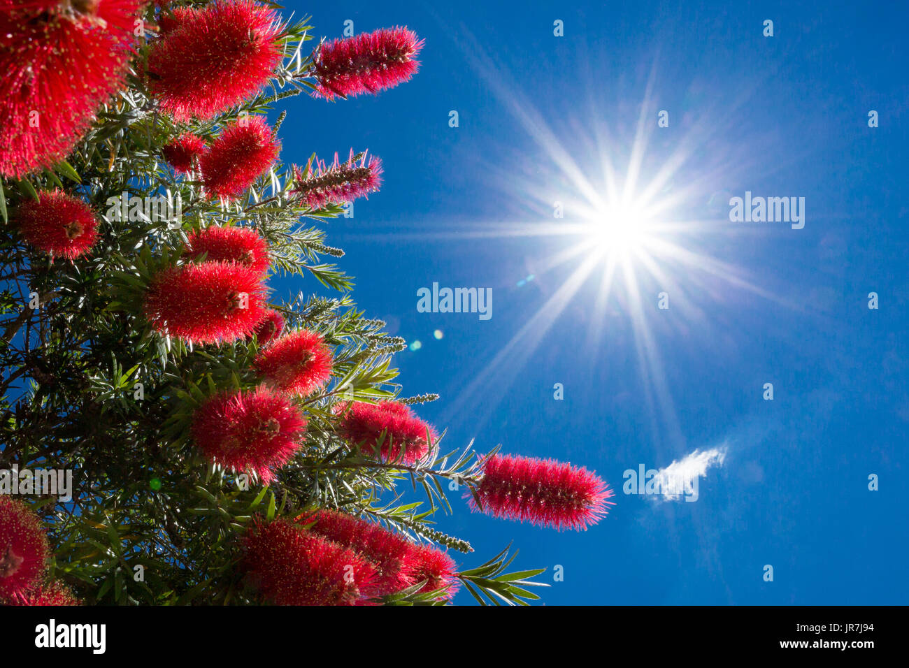 Asuncion, Paraguay. 4th Aug, 2017. Weeping bottlebrush (Melaleuca ...