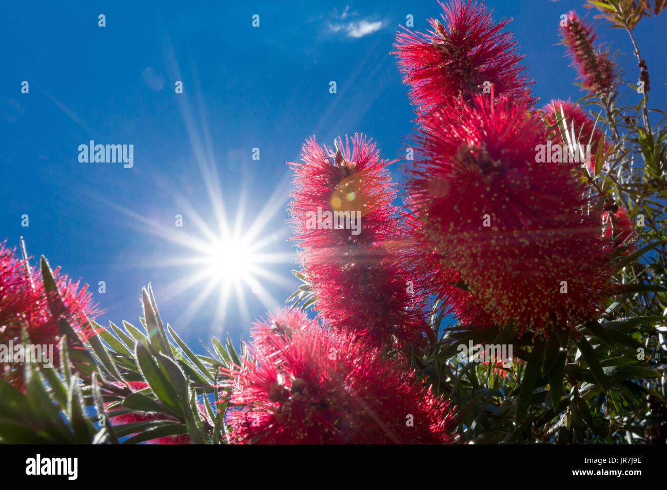 Asuncion, Paraguay. 4th Aug, 2017. Weeping bottlebrush (Melaleuca ...