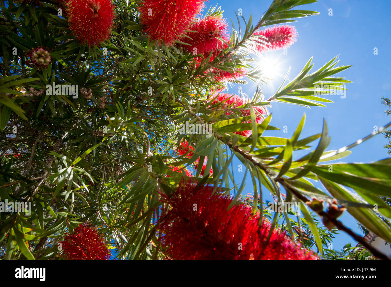 Asuncion, Paraguay. 4th Aug, 2017. Weeping bottlebrush (Melaleuca ...