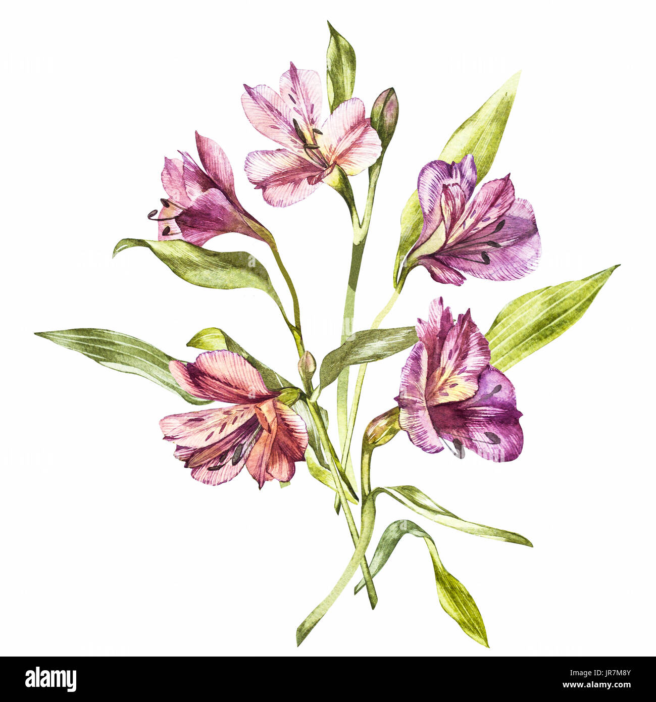 Illustration in watercolor of a Alstroemeria flower blossom. Floral ...