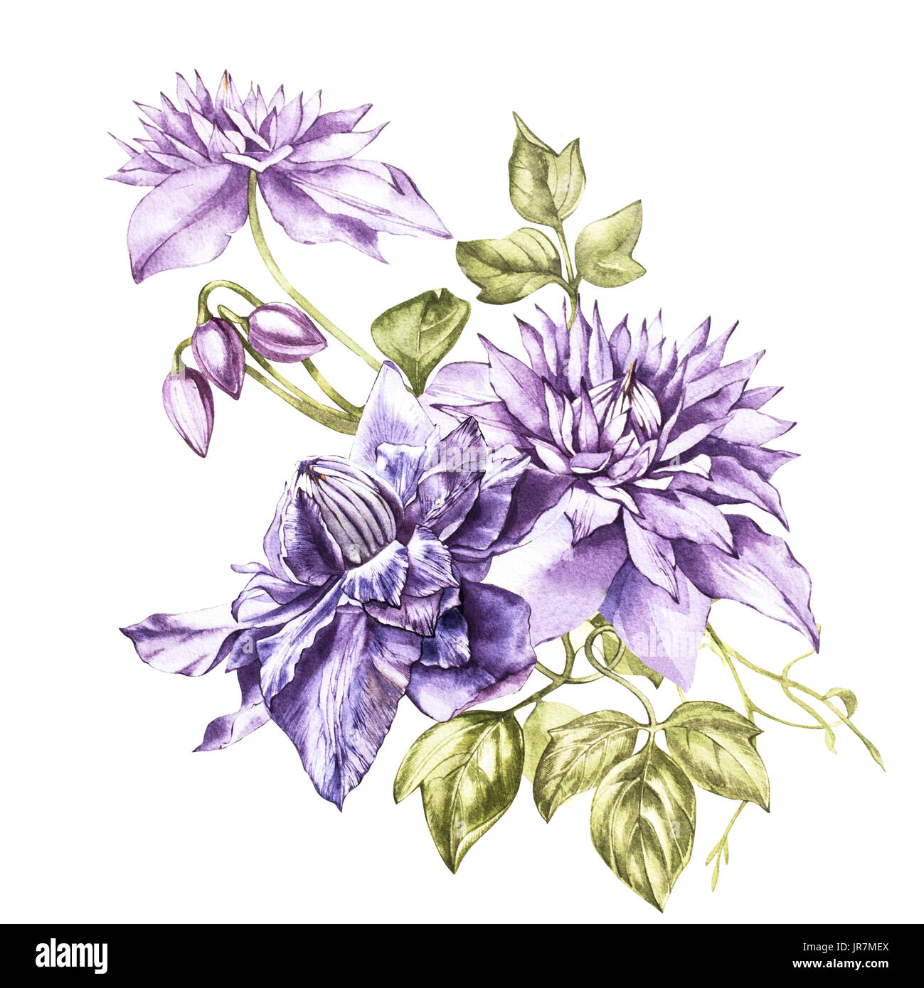 Clematis drawing hi-res stock photography and images - Alamy