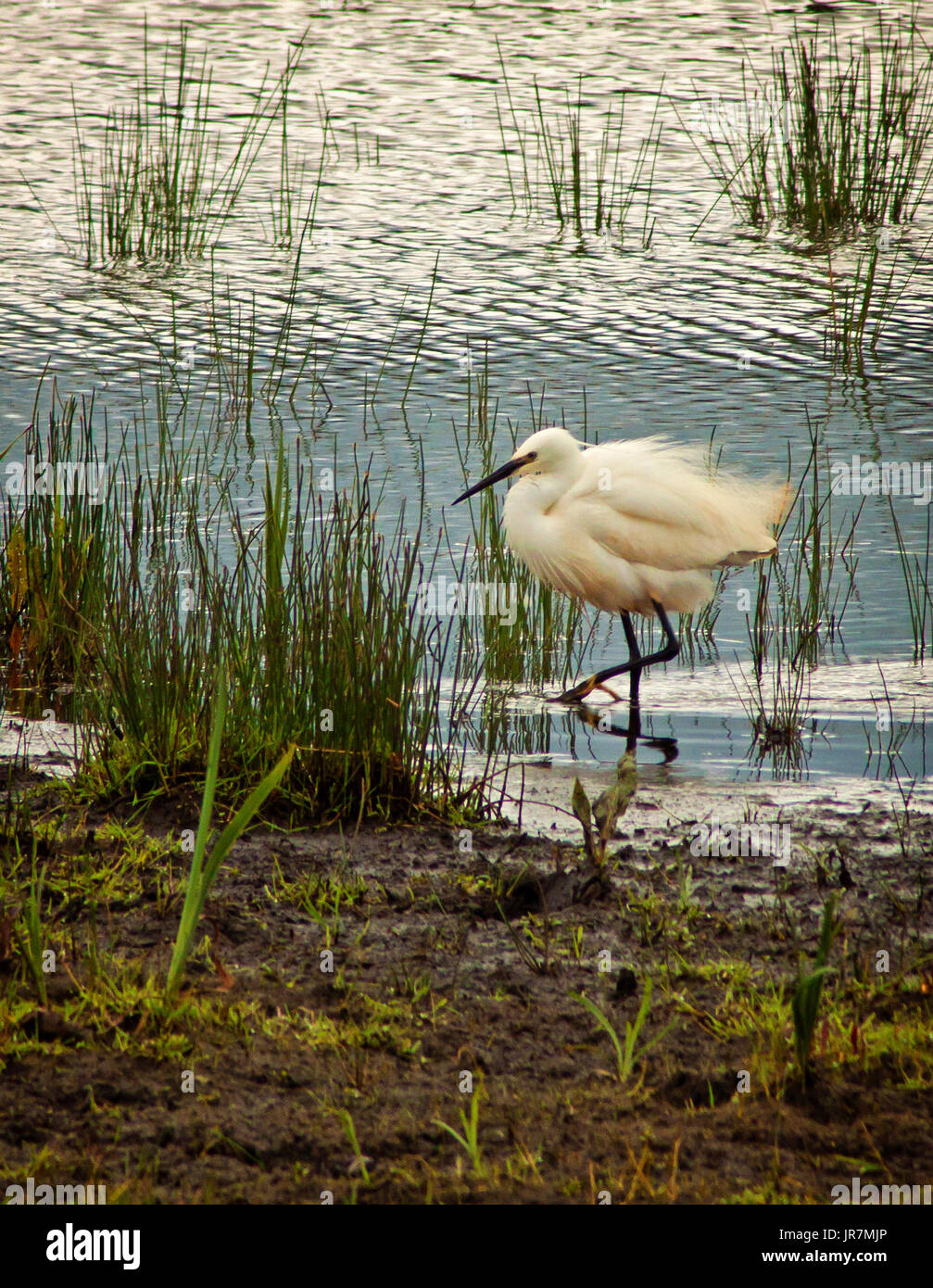 Rushing movement hi-res stock photography and images - Alamy