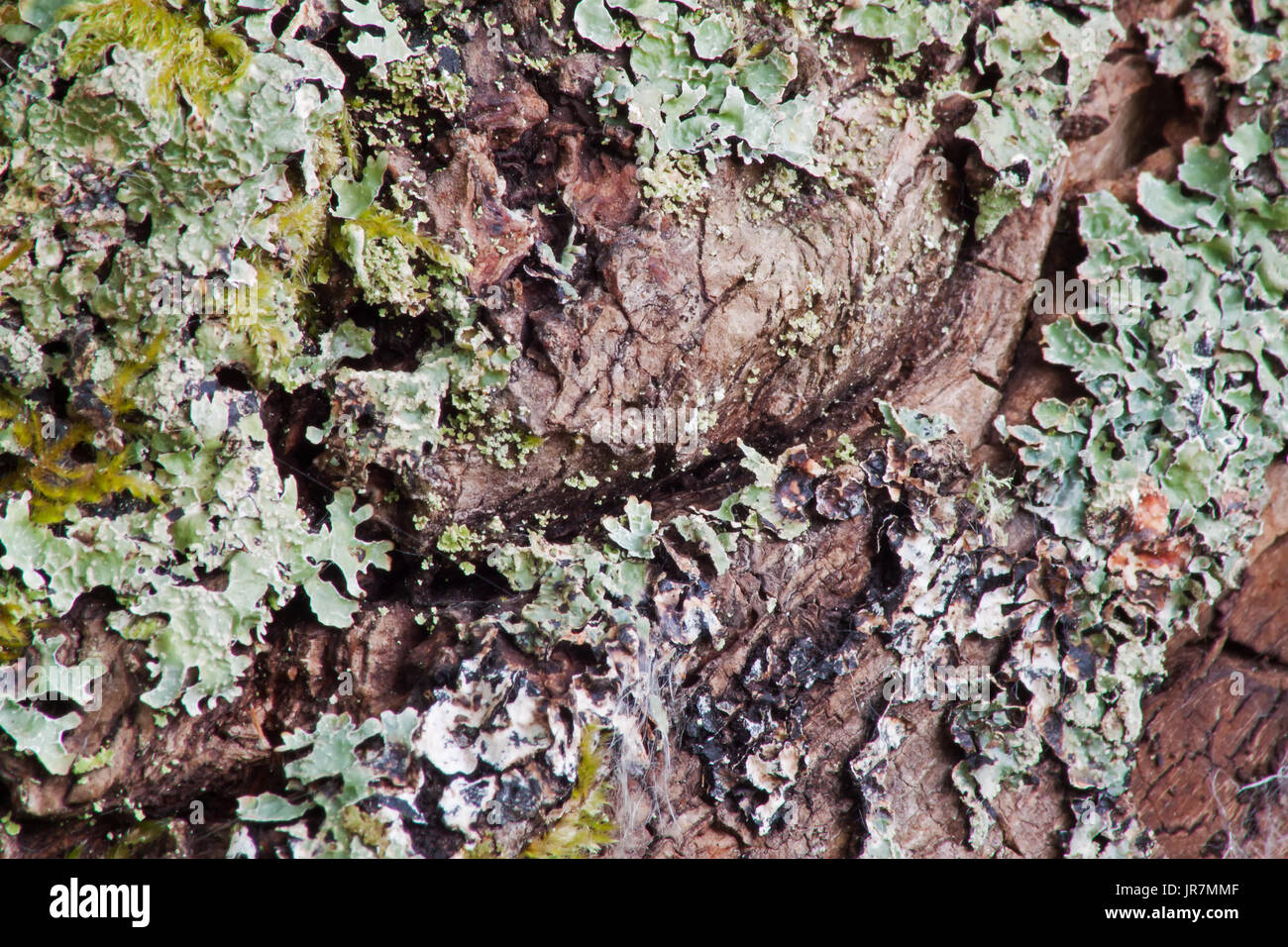 Patterns of lichen Stock Photo - Alamy