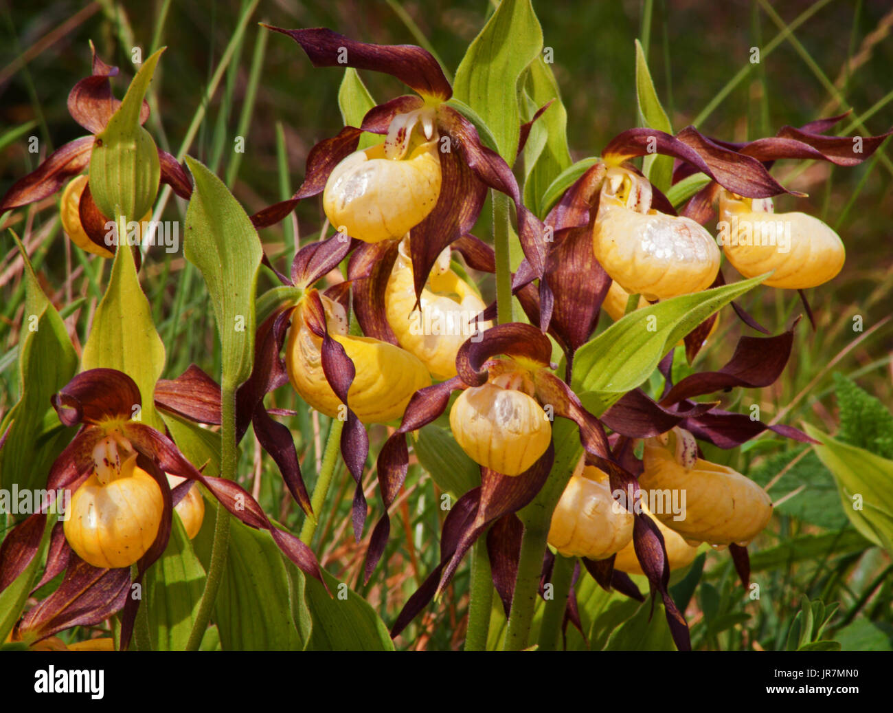 Lady's Slipper Orchid (Cypripedium Calceolus Stock Photo - Alamy