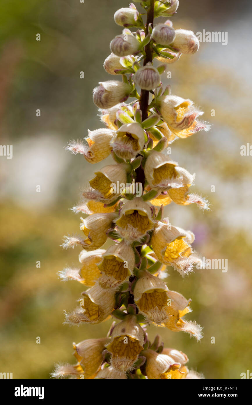 Flower spike studded with the brown flowers of the rusty foxglove ...